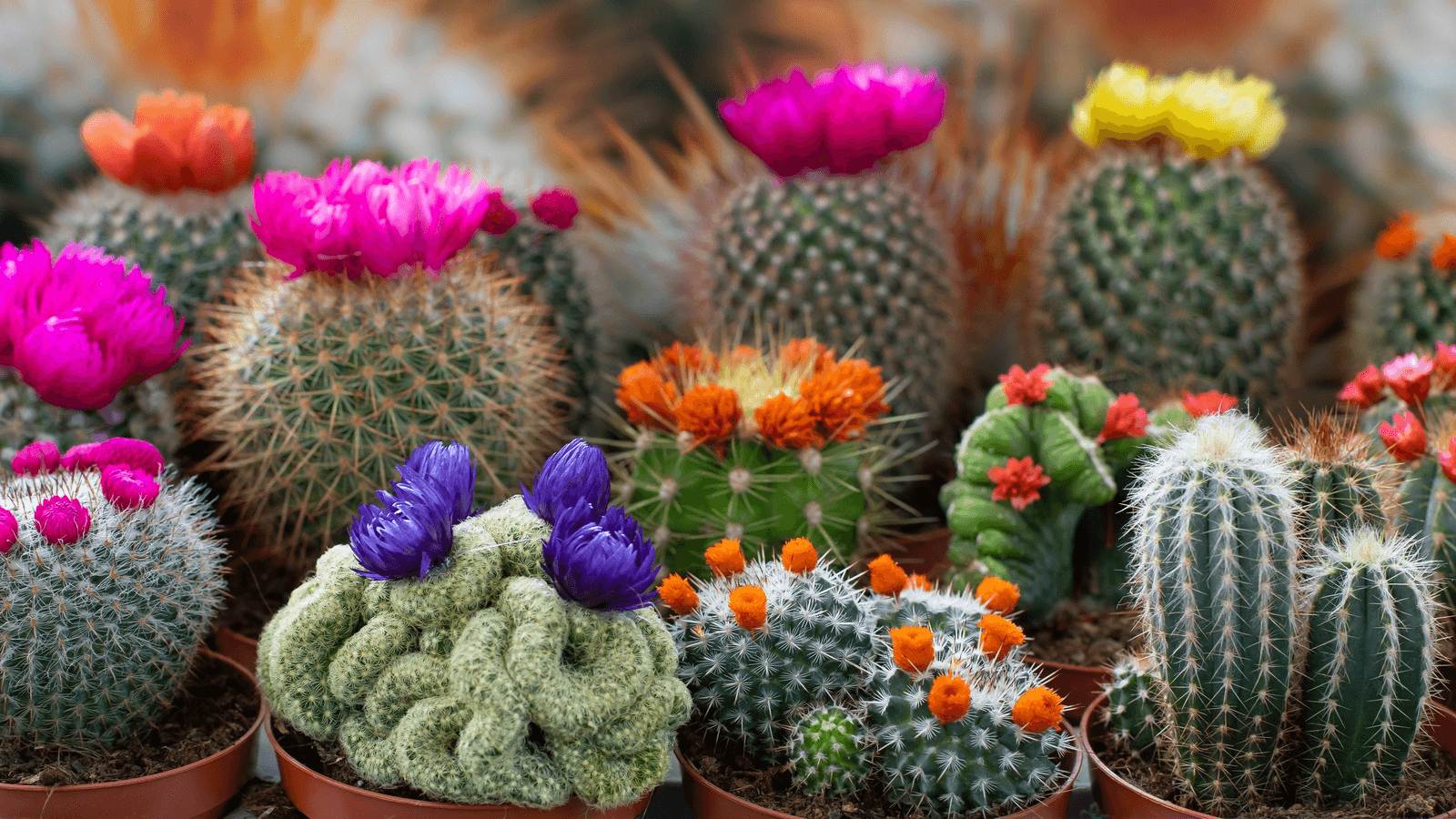 Cacti for Beginners: How to Grow and Care for Cacti - Plant Instructions Cacti for Beginners: How to Grow and Care for Cacti - Plant Instructions